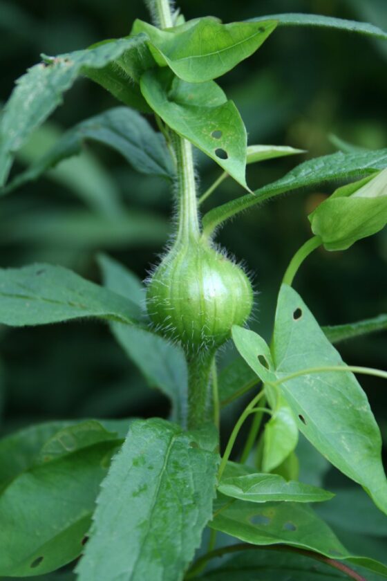 Nature inspires with both diversity and unity | News, Sports, Jobs ...